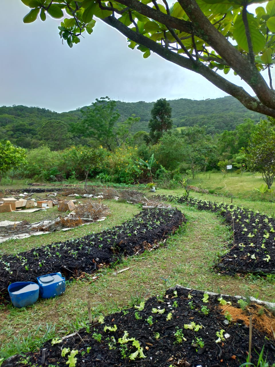 Cotidiano de Uma Central de Compostagem Comunitária - Terra Orgânica